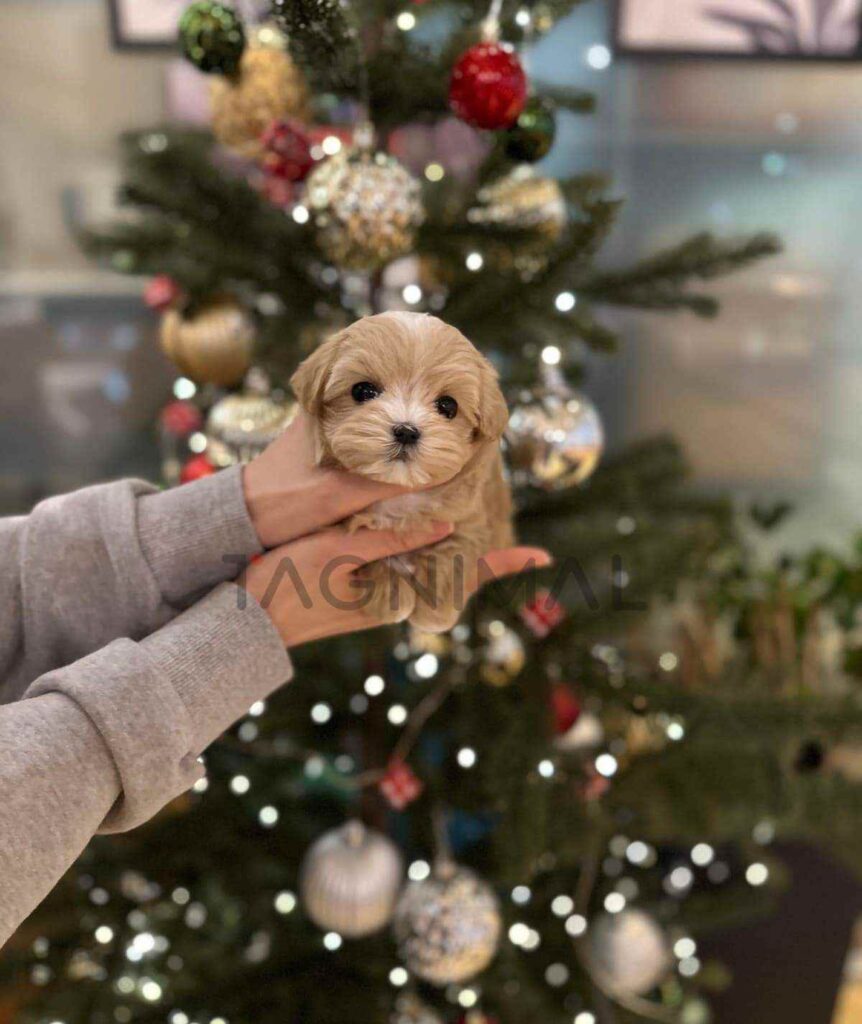 V (วี) | Tagnimal