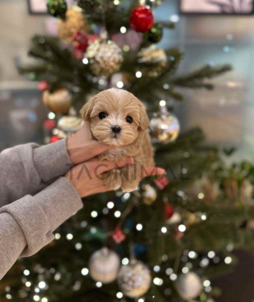 V (วี) | Tagnimal