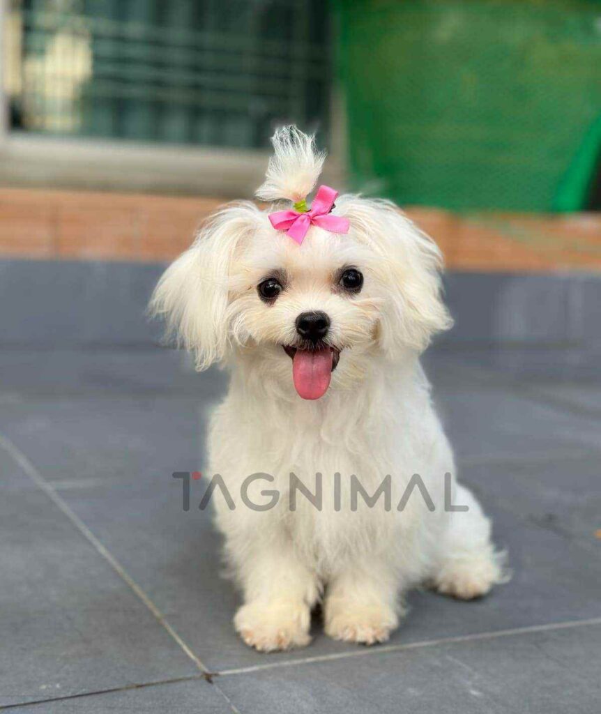 Juno (จูโน) | Tagnimal