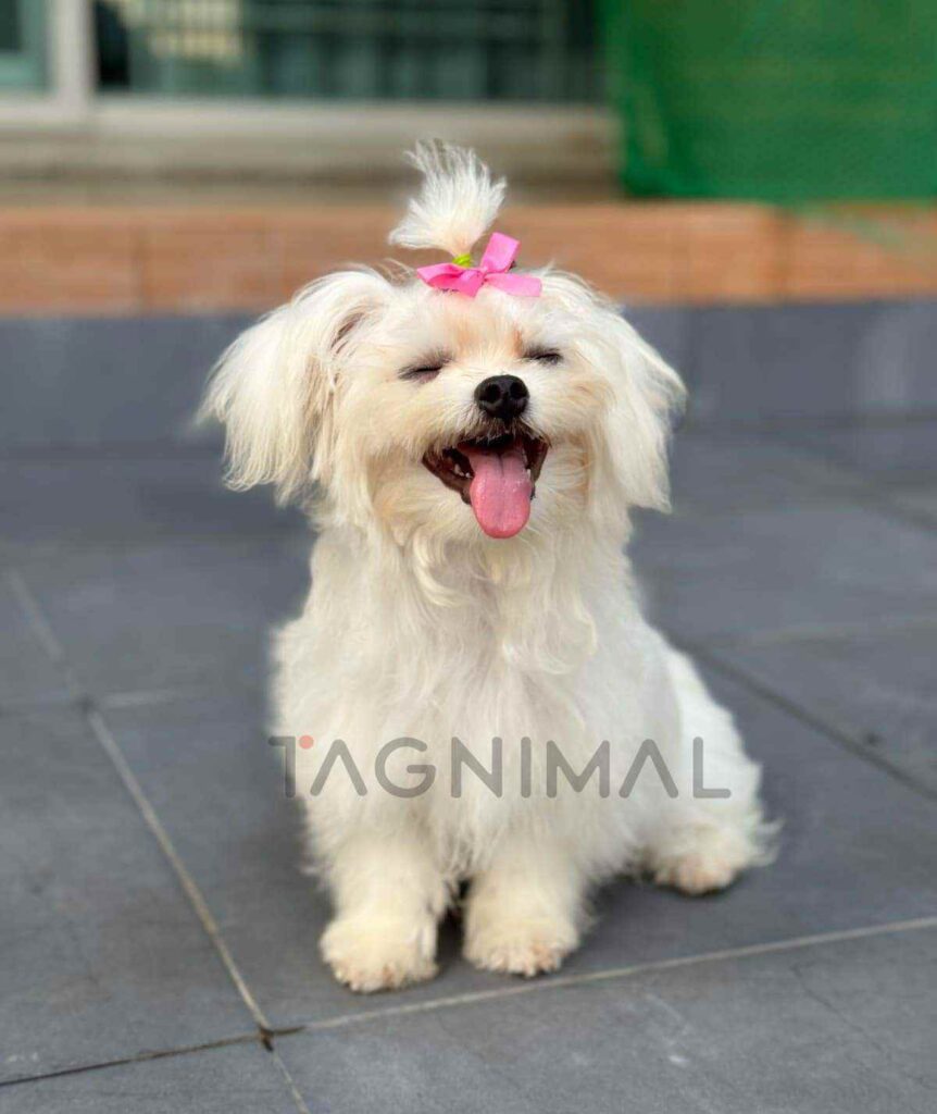 Juno (จูโน) | Tagnimal