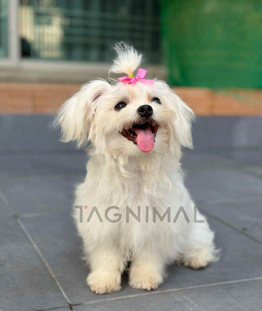 Juno (จูโน) | Tagnimal