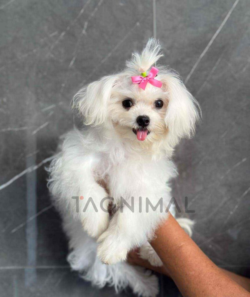 Juno (จูโน) | Tagnimal