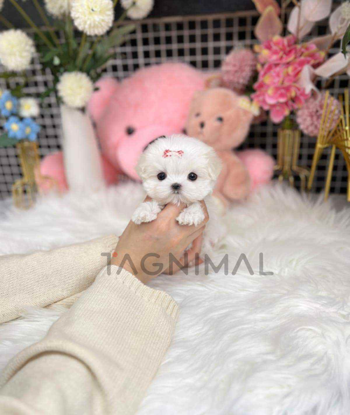 Kaya (คาย่า) | Tagnimal