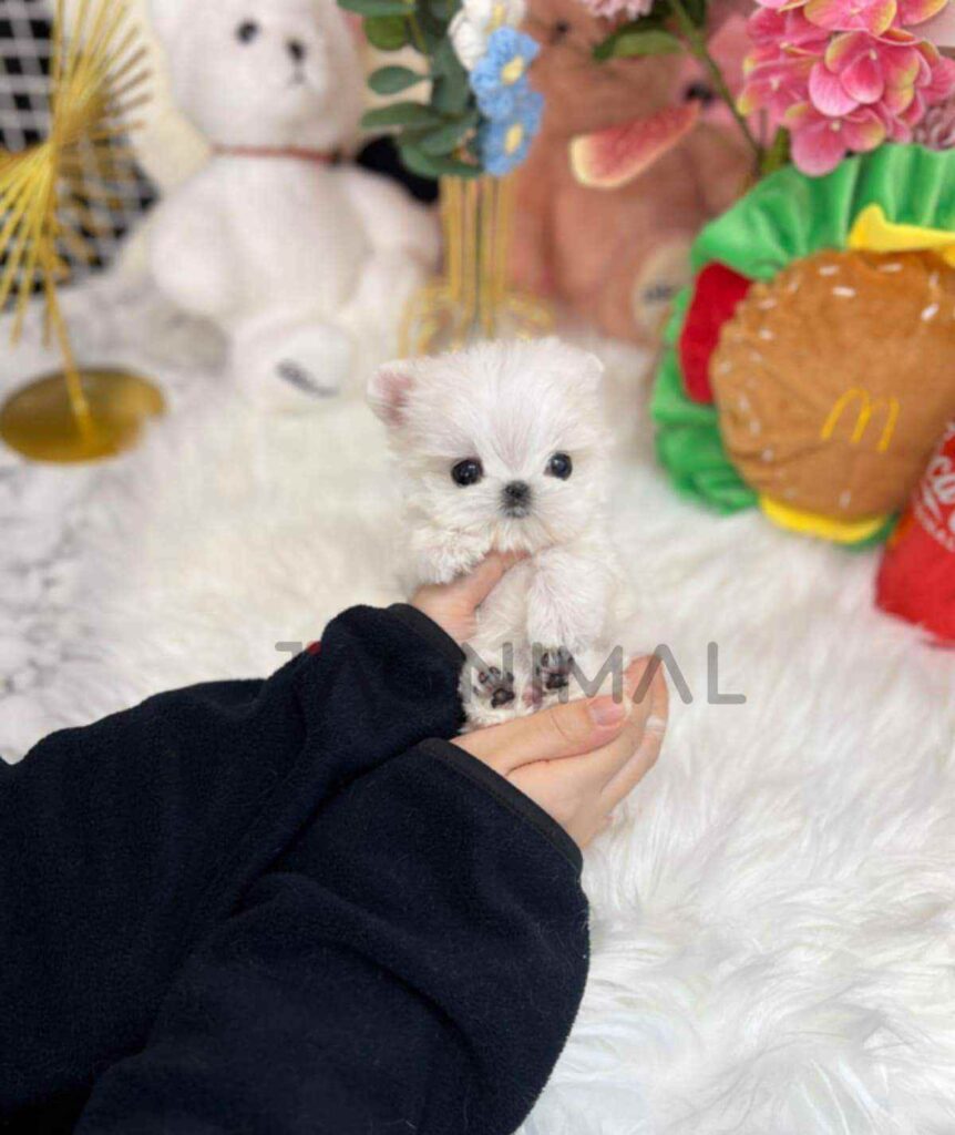 Raki (รากิ) | Tagnimal