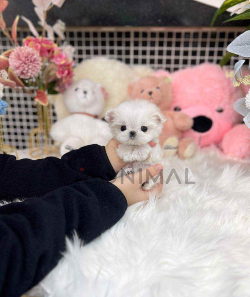 Raki (รากิ) | Tagnimal