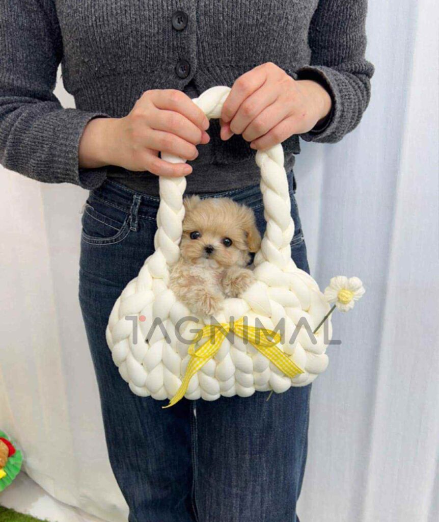 Atom (อะตอม) | Tagnimal