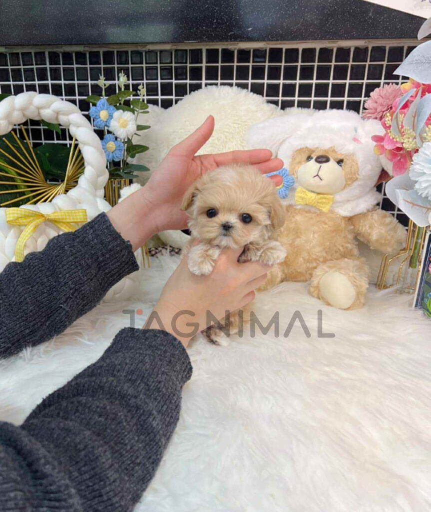 Atom (อะตอม) | Tagnimal