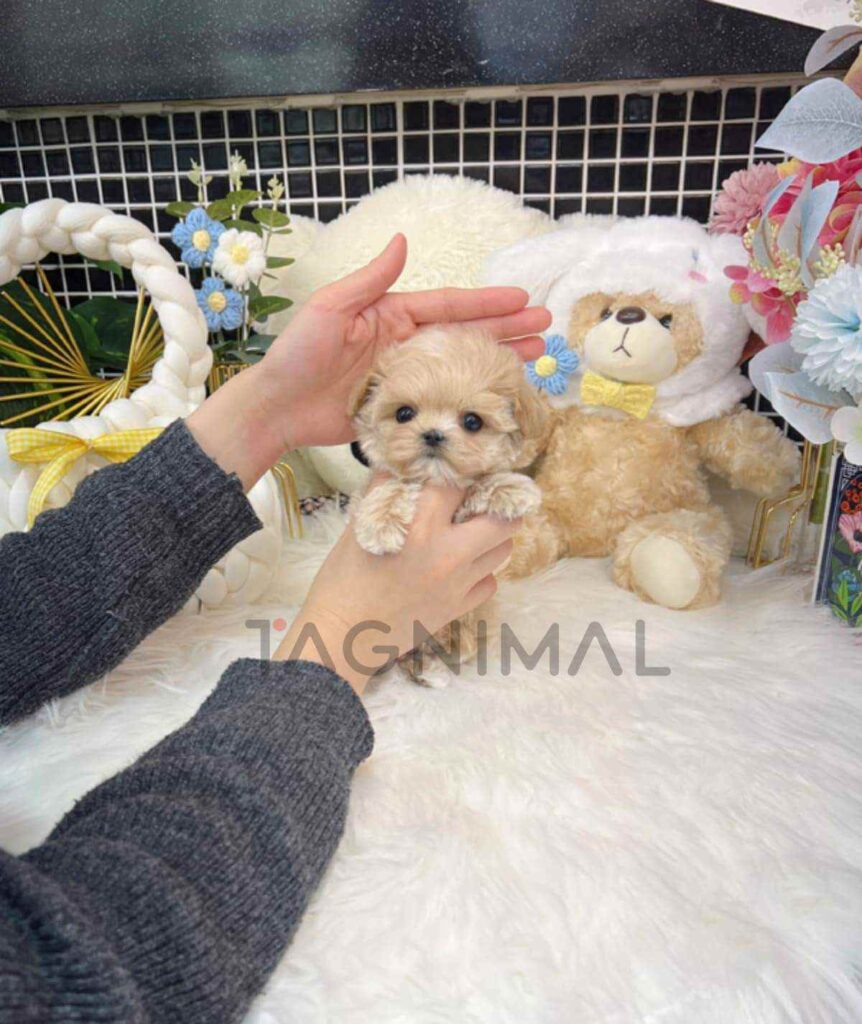 Atom (อะตอม) | Tagnimal