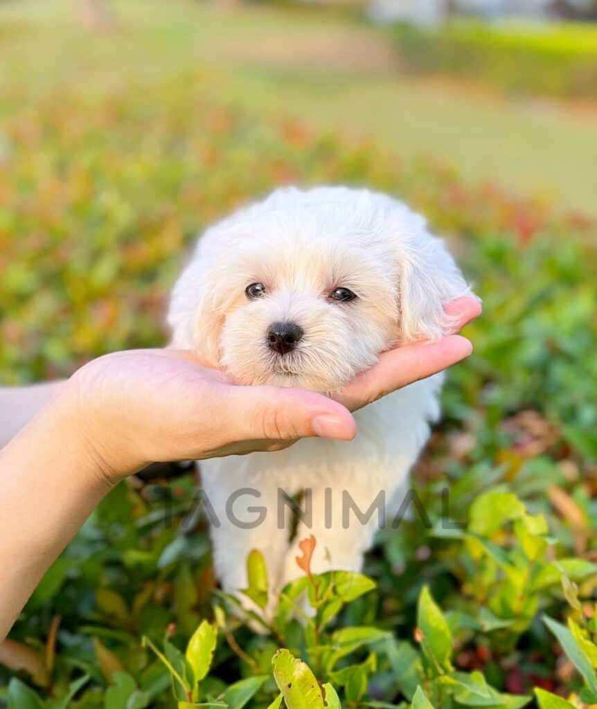 Bean (บีน) | Tagnimal