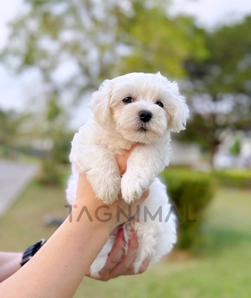 Bean (บีน) | Tagnimal