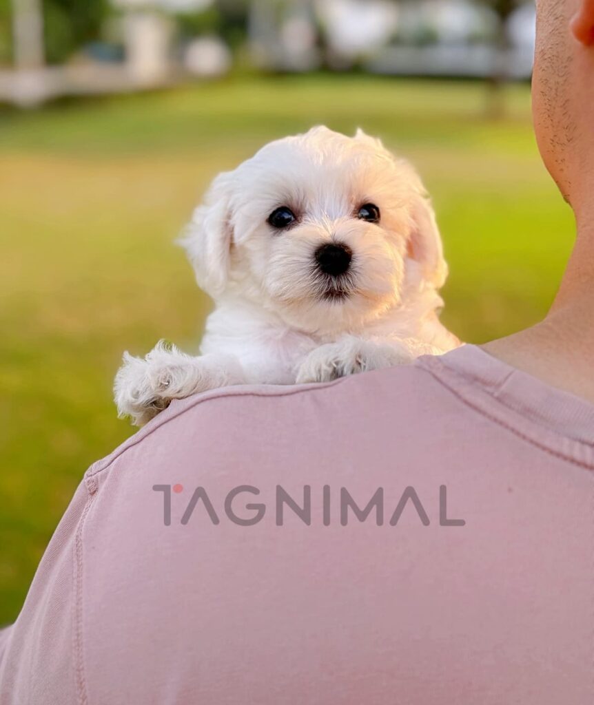 Bean (บีน) | Tagnimal