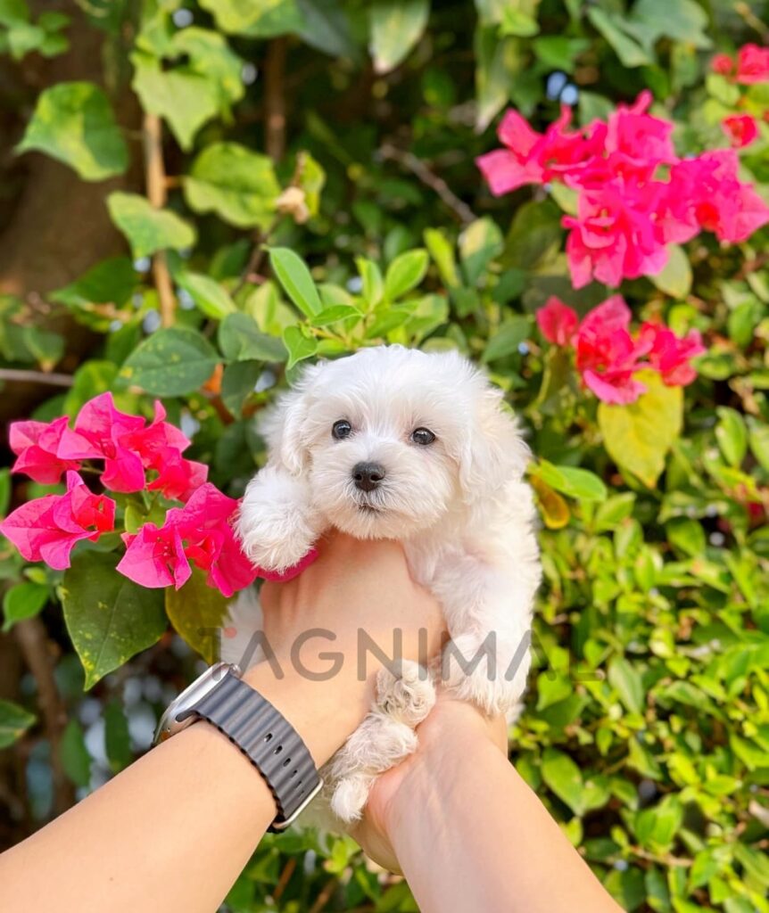 Bean (บีน) | Tagnimal