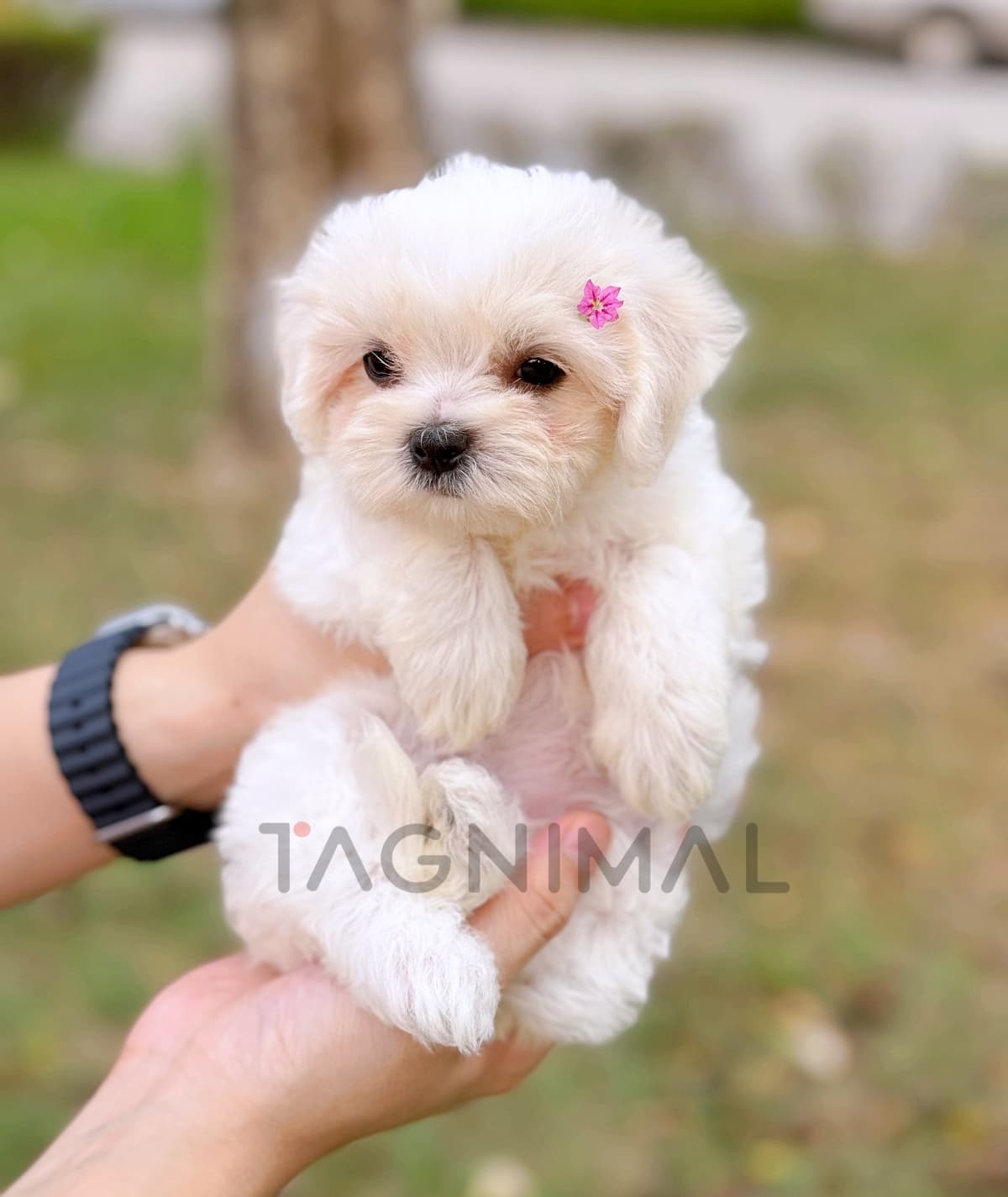 Beau (โบ) | Tagnimal