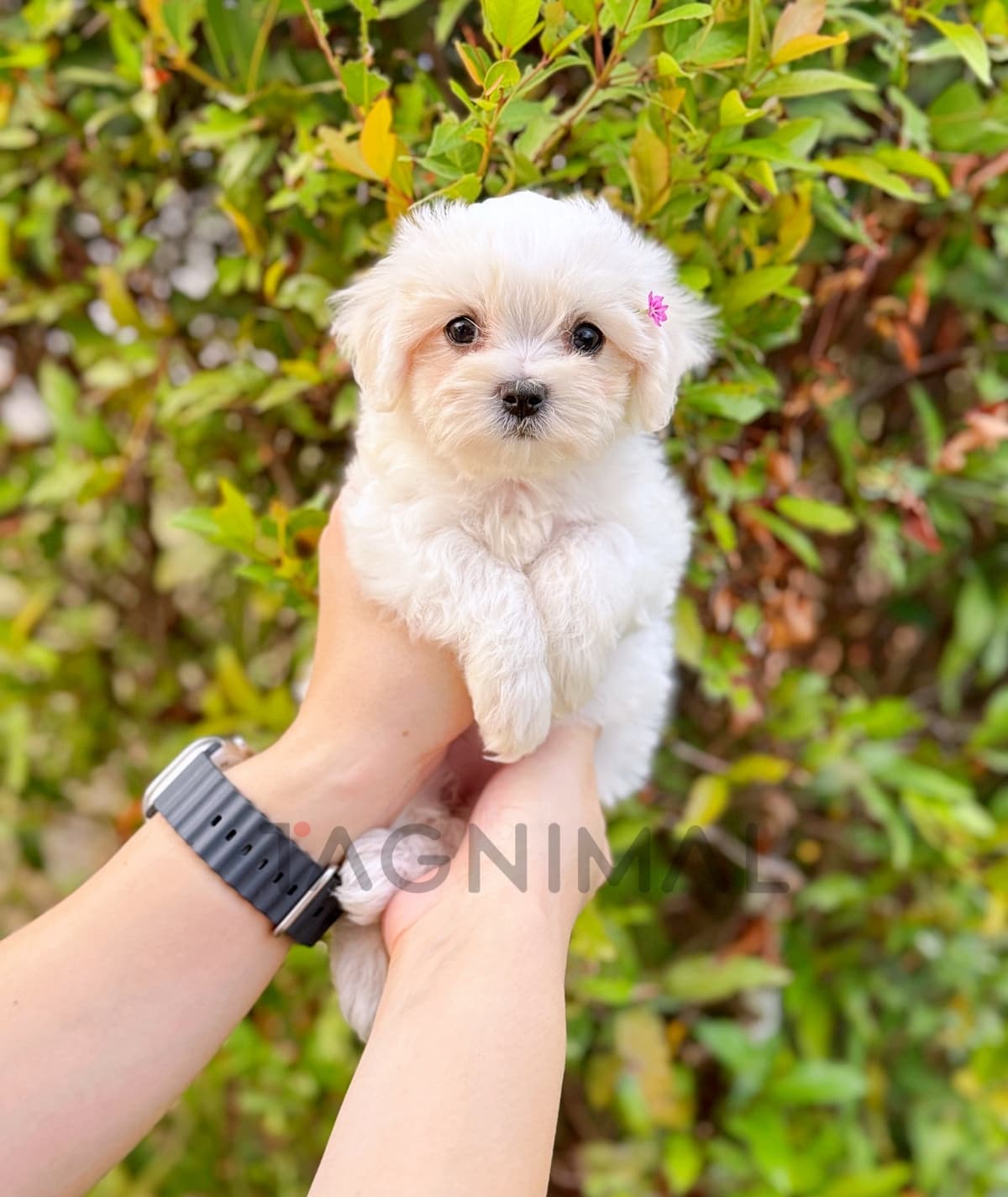 Beau (โบ) | Tagnimal