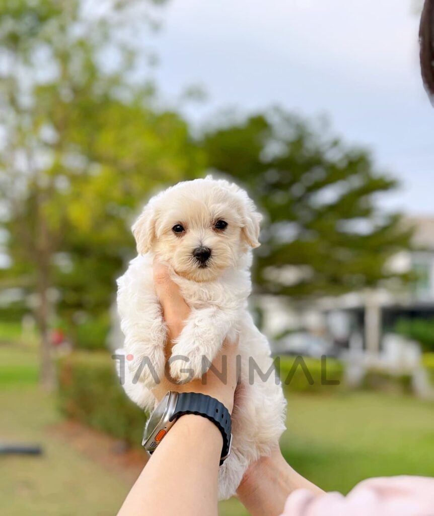 Brix (บริกซ์) | Tagnimal