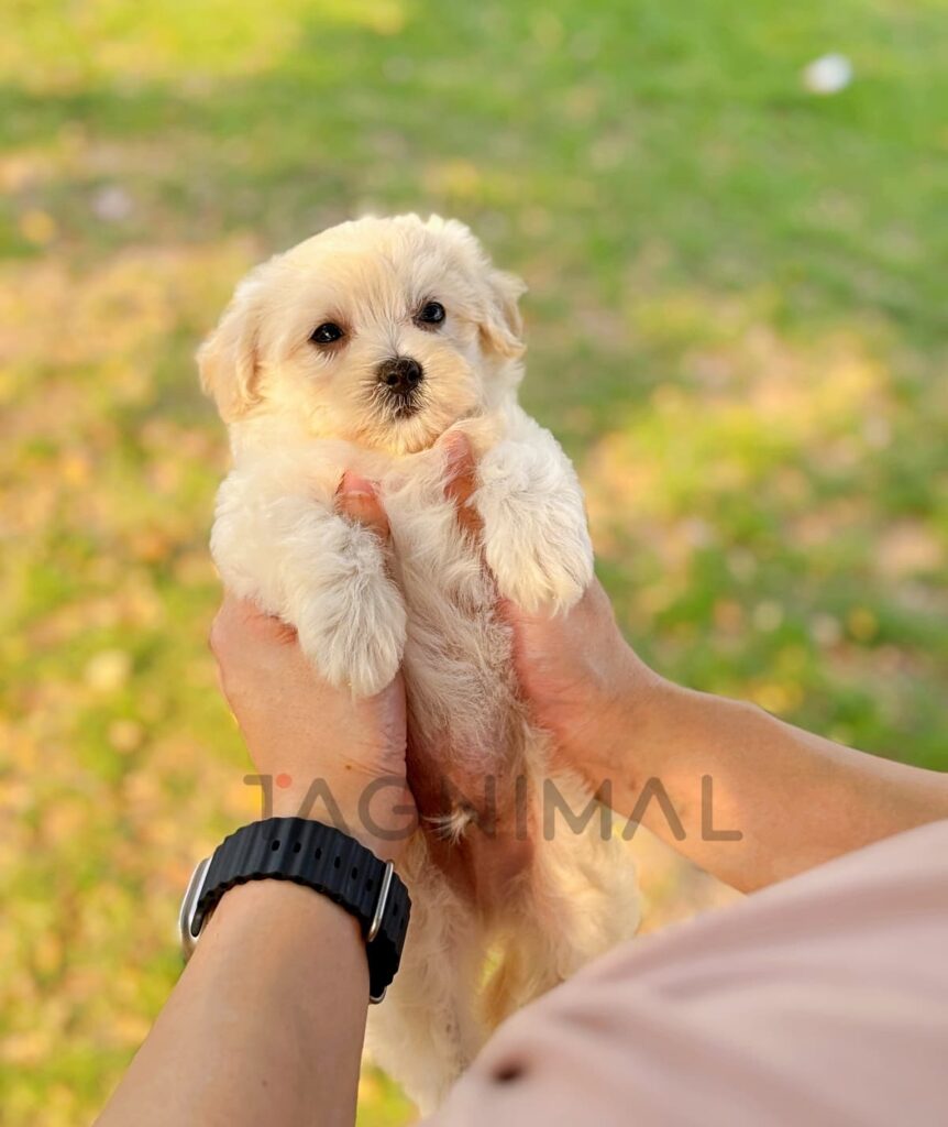 Brix (บริกซ์) | Tagnimal