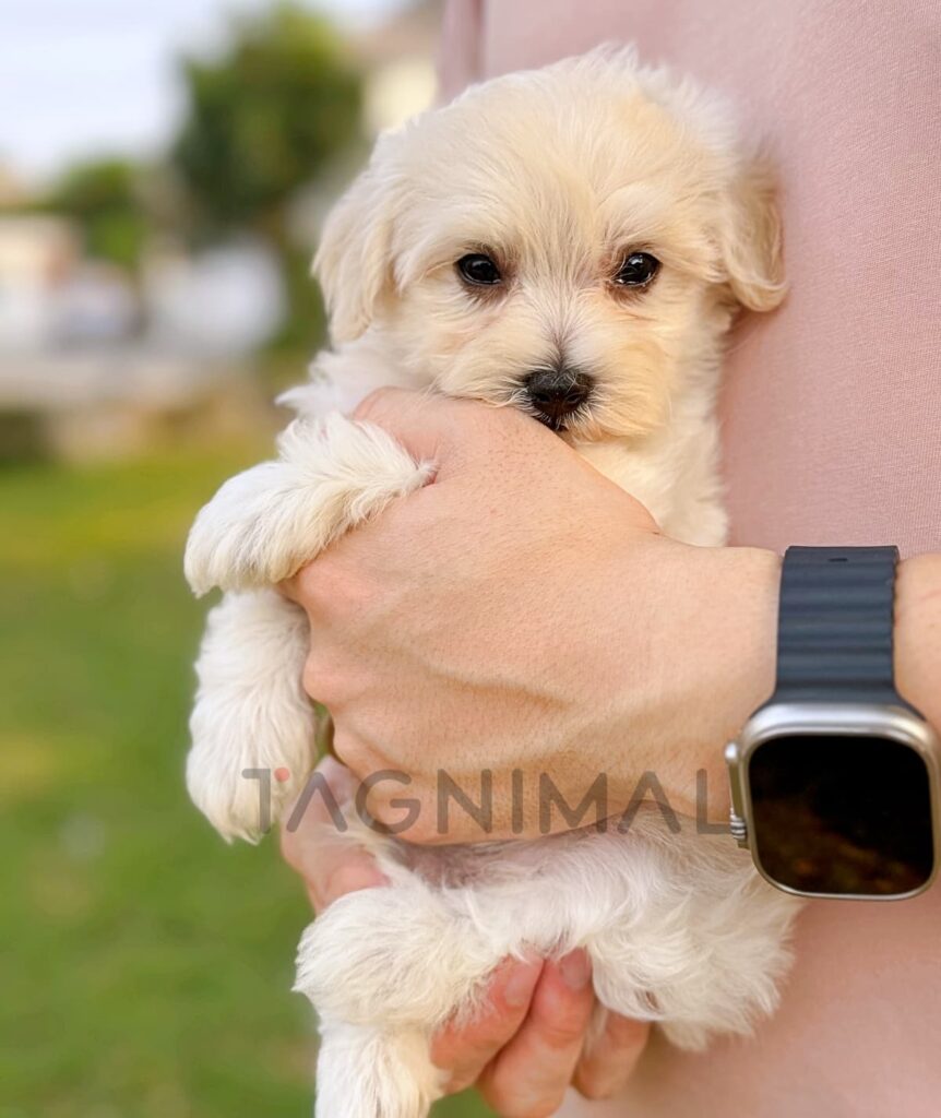 Brix (บริกซ์) | Tagnimal