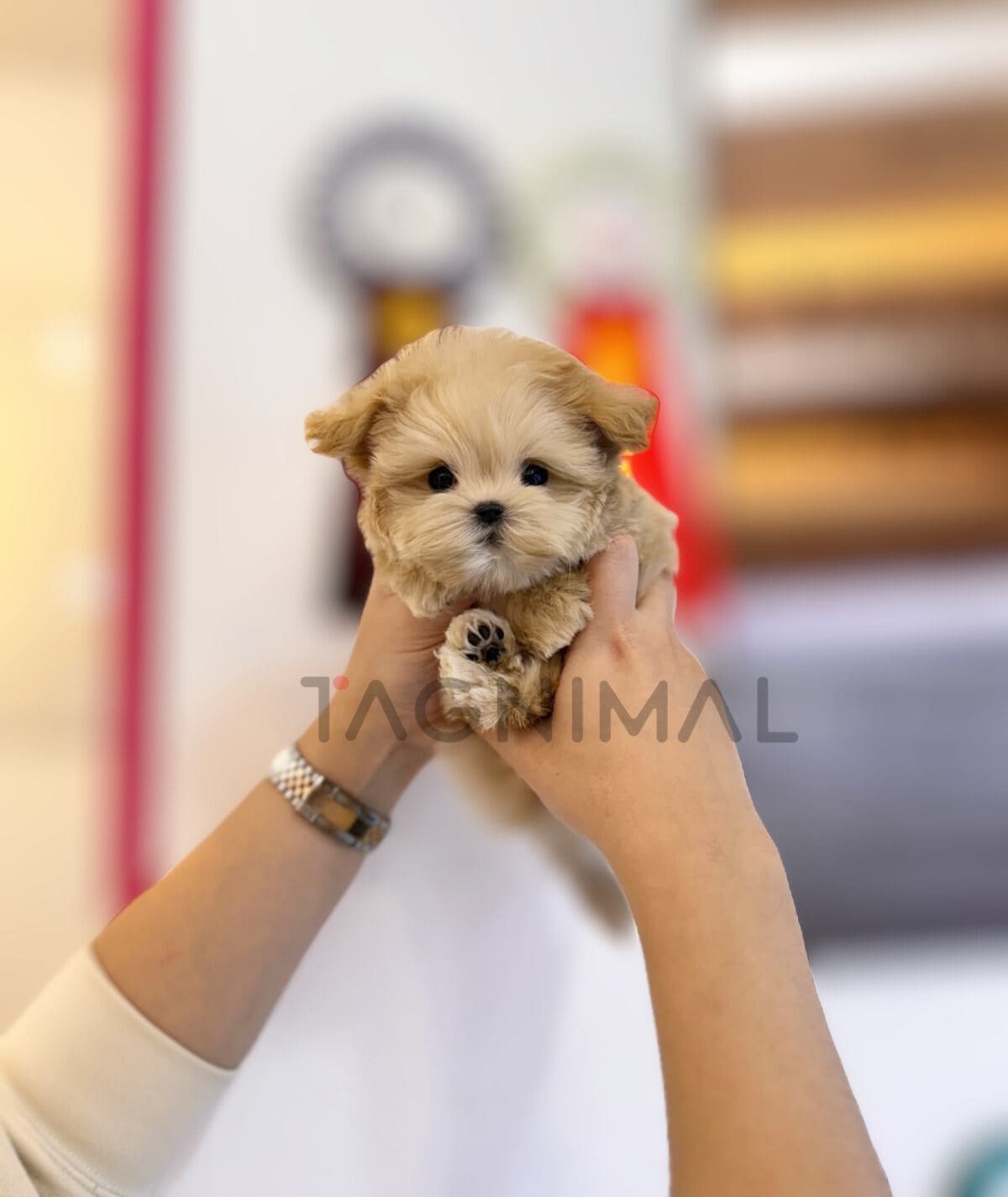 Bruce (บรูซ) | Tagnimal