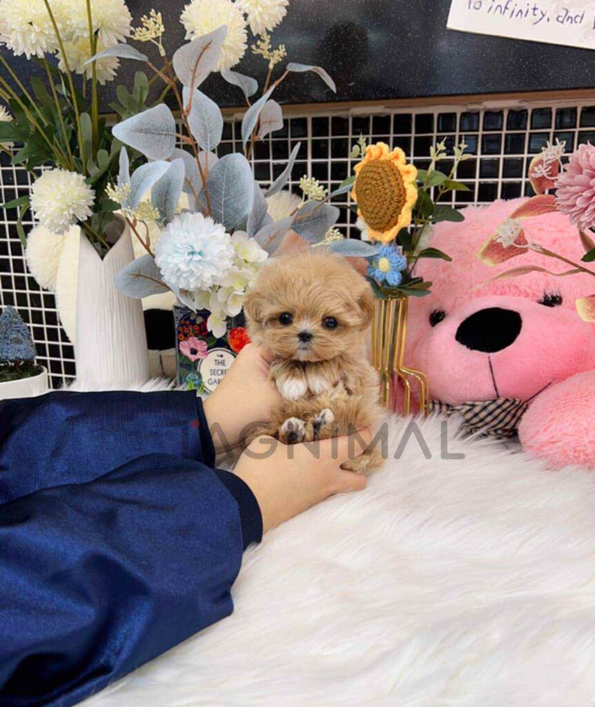 Choa (โชอา) | Tagnimal