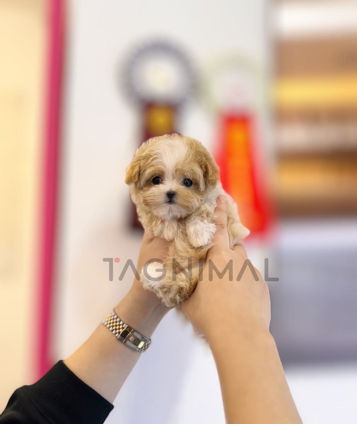 Ella (เอลล่า) | Tagnimal