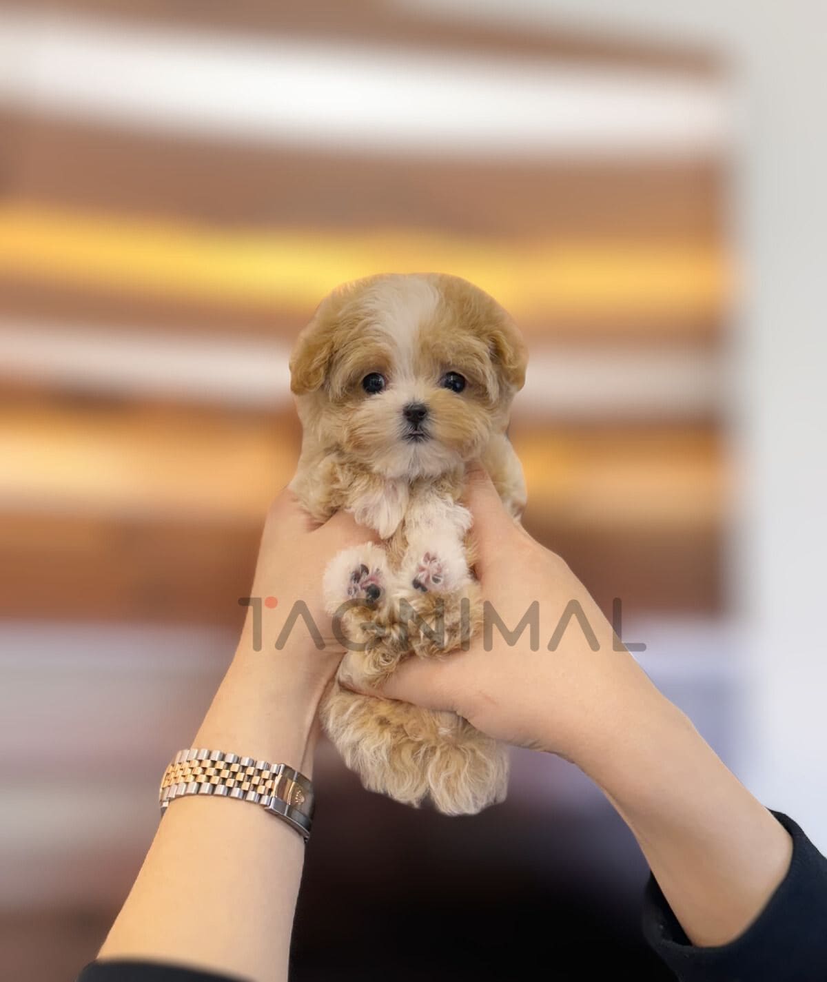 Ella (เอลล่า) | Tagnimal