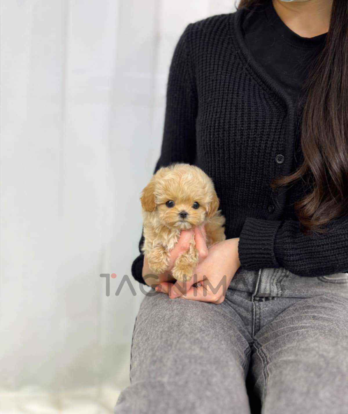 Kuchi (คูจิ) | Tagnimal