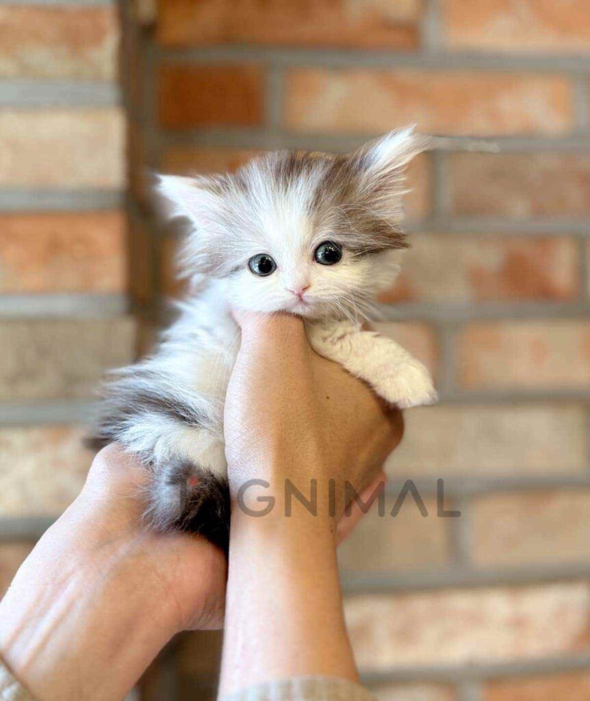 Kitty (คิตตี้) | Tagnimal