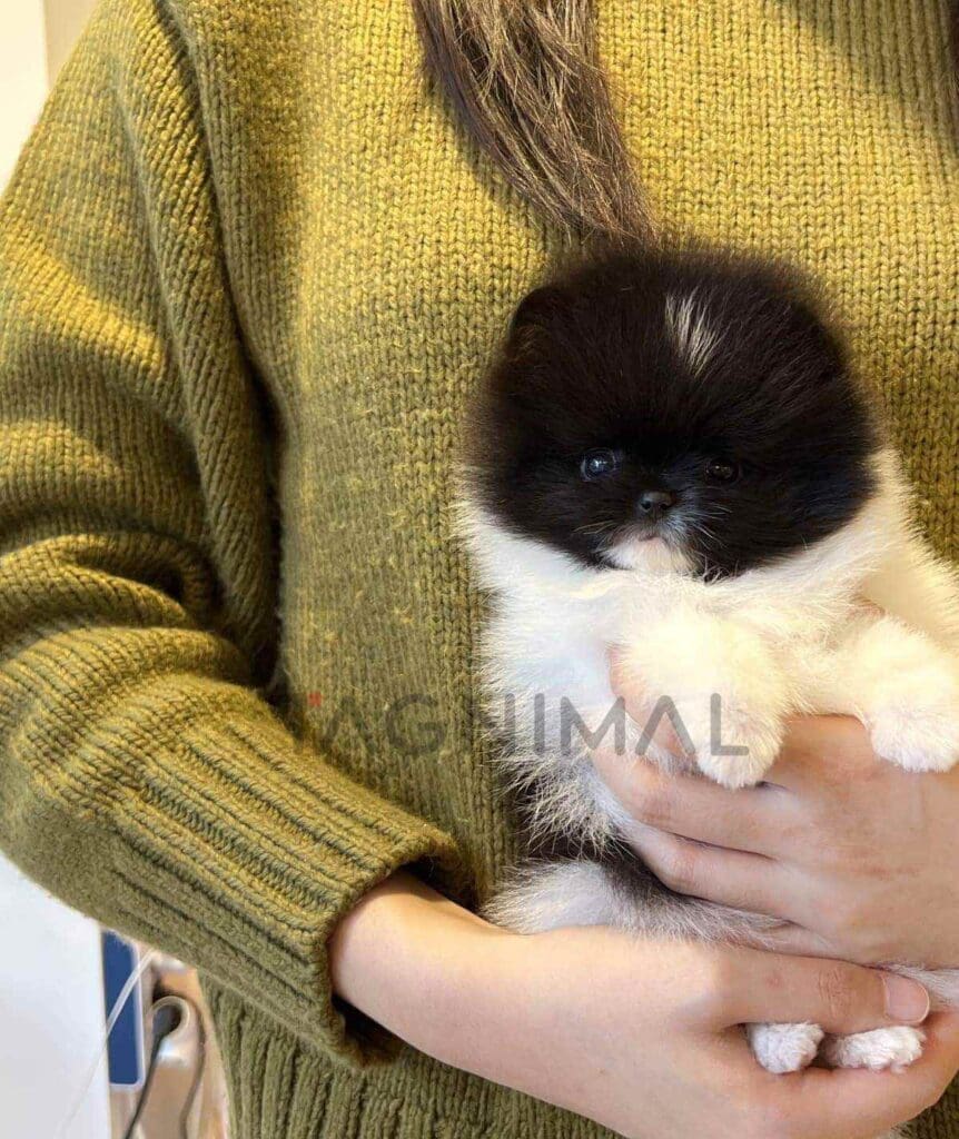 Jess (เจส) | Tagnimal