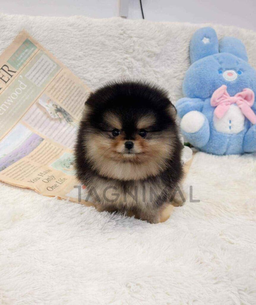 Mumu (มูมู) | Tagnimal