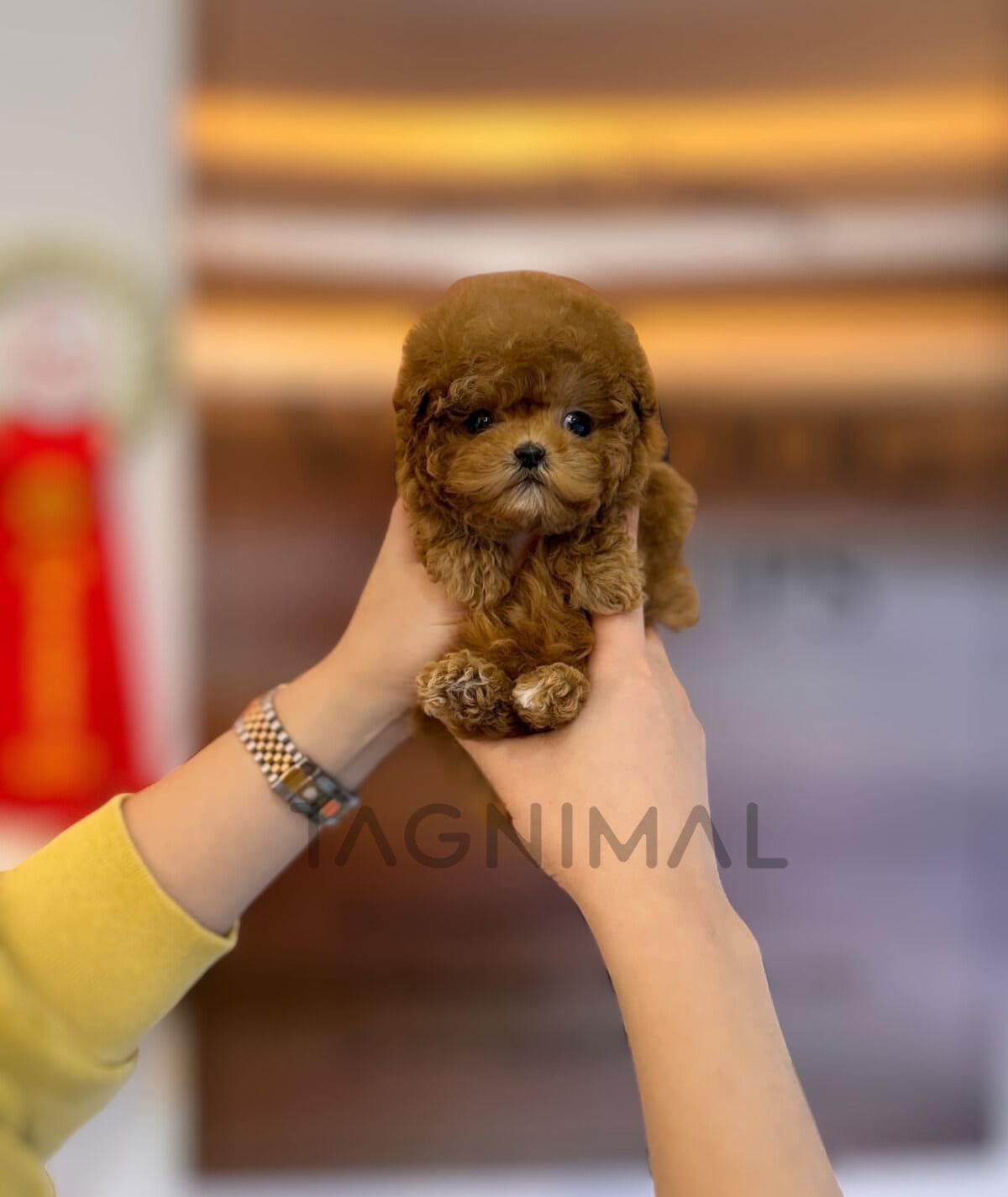 Noah (โนอาห์) | Tagnimal