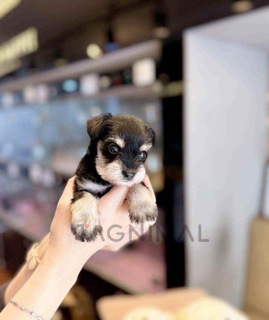 Berlin (เบอร์ลิน) | Tagnimal