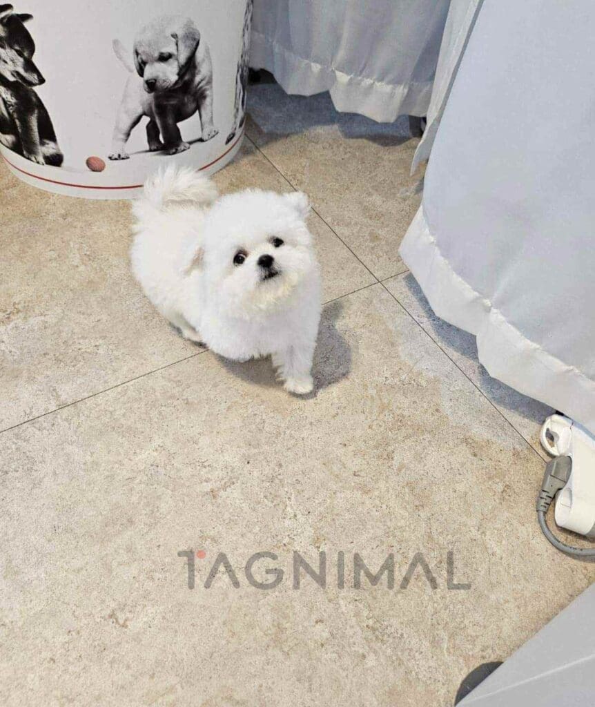 Mello (เมลโล) | Tagnimal