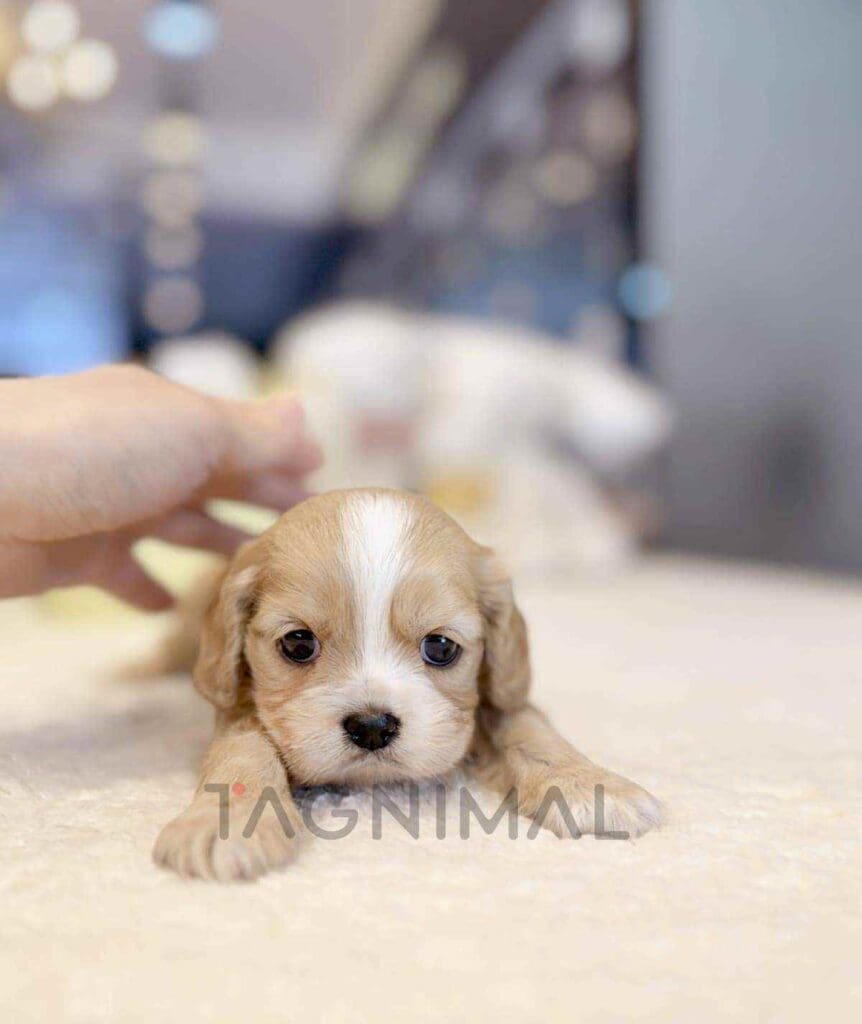 Matthew (แมทธิว) | Tagnimal