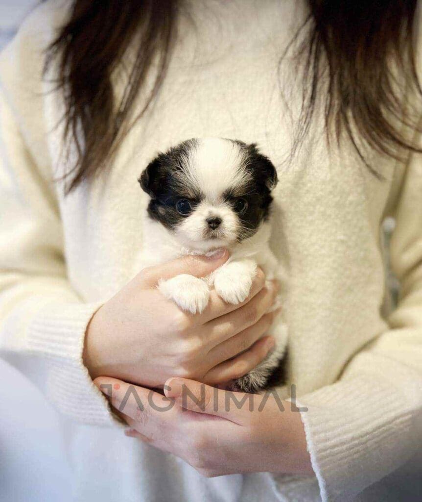 Moel (โมเอล) | Tagnimal