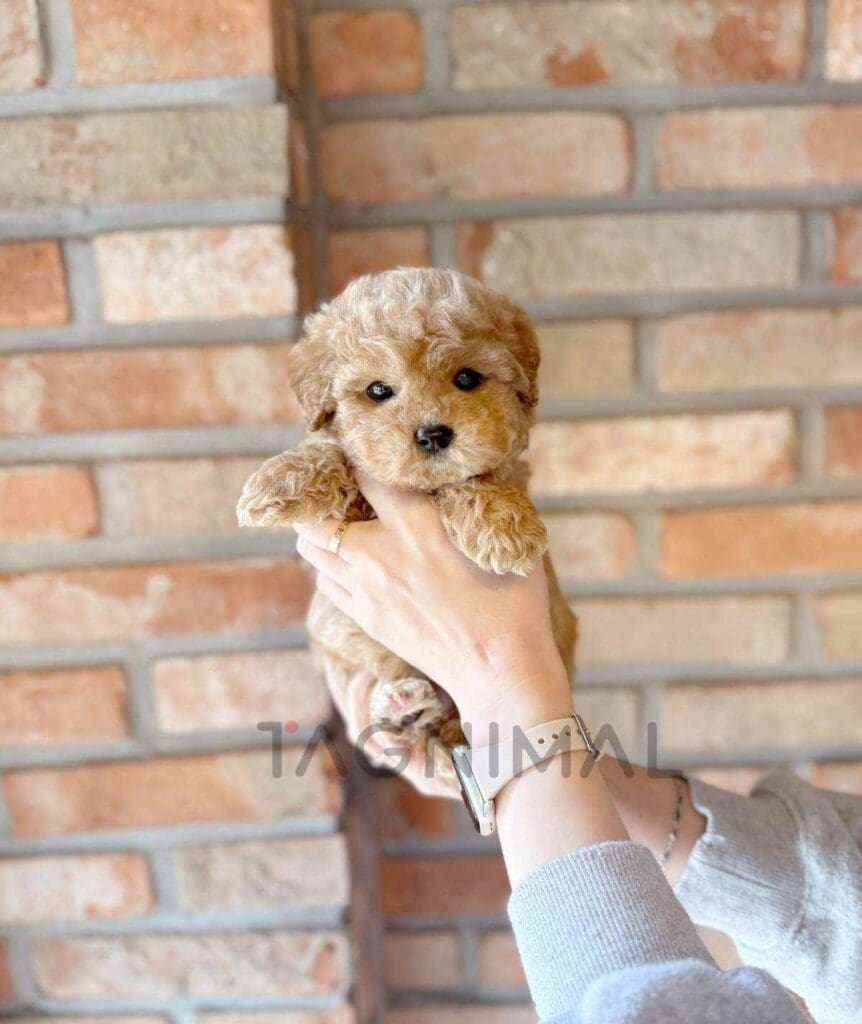 Matt (แมท) | Tagnimal