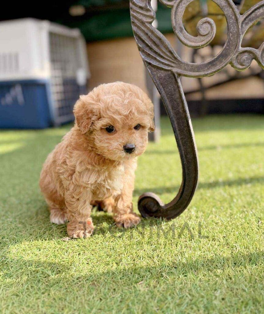 Matt (แมท) | Tagnimal