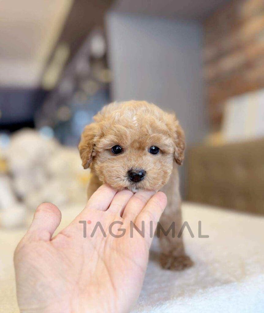 Matt (แมท) | Tagnimal