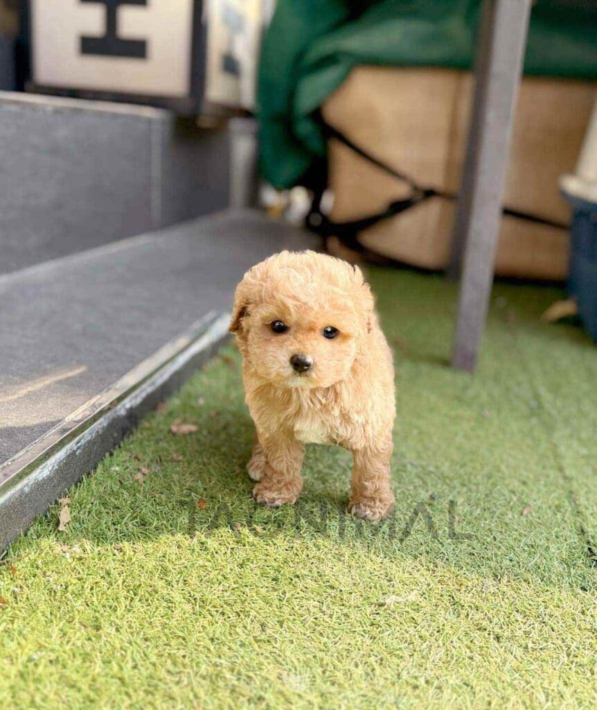 Matt (แมท) | Tagnimal