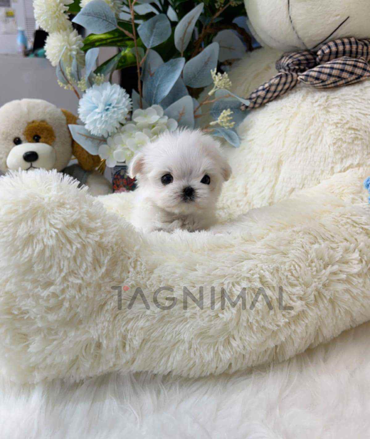 Bobi (โบบี้) | Tagnimal