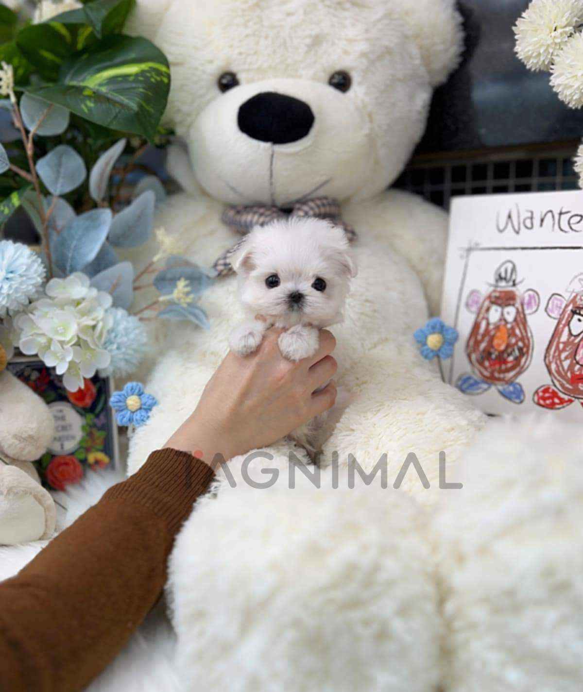 Bobi (โบบี้) | Tagnimal