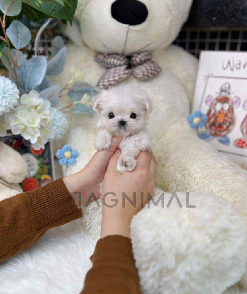 Bobi (โบบี้) | Tagnimal