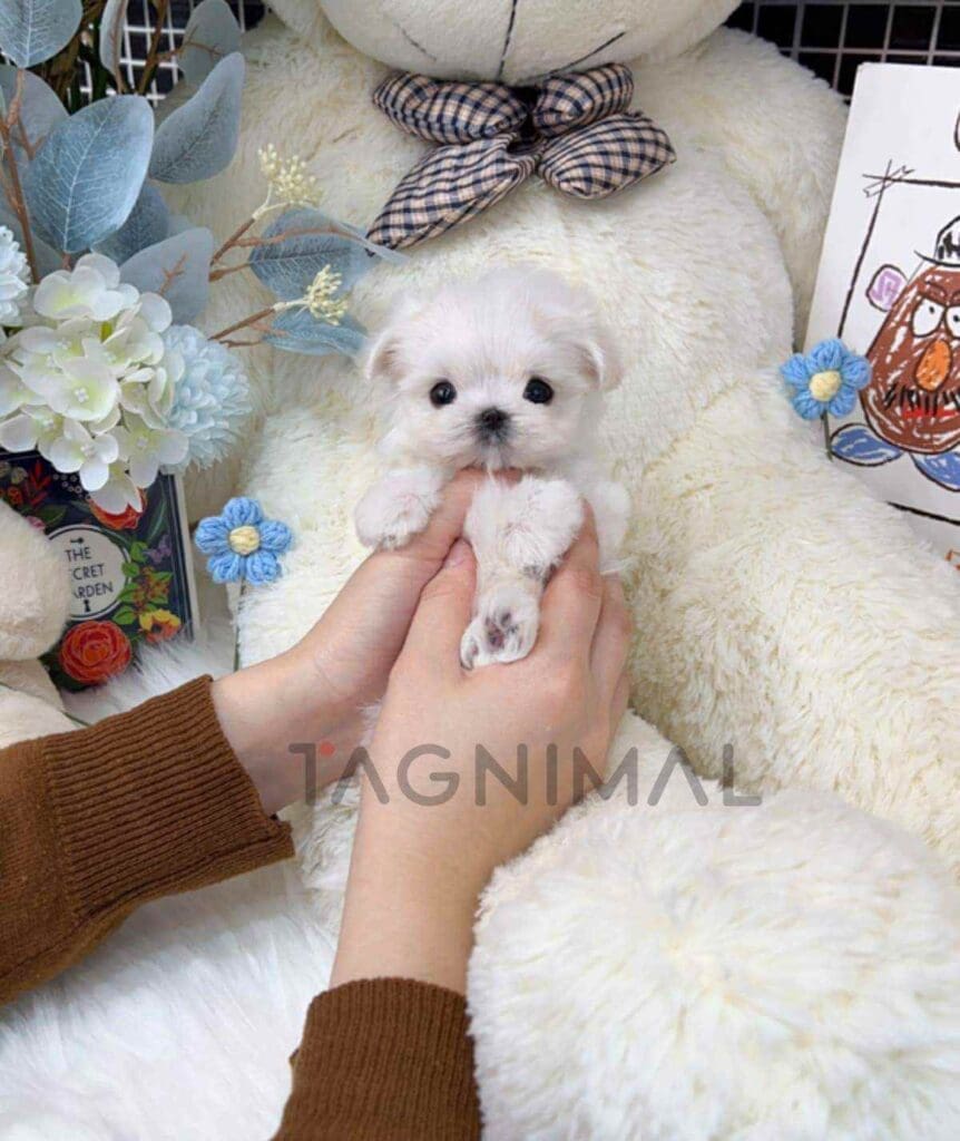 Bobi (โบบี้) | Tagnimal