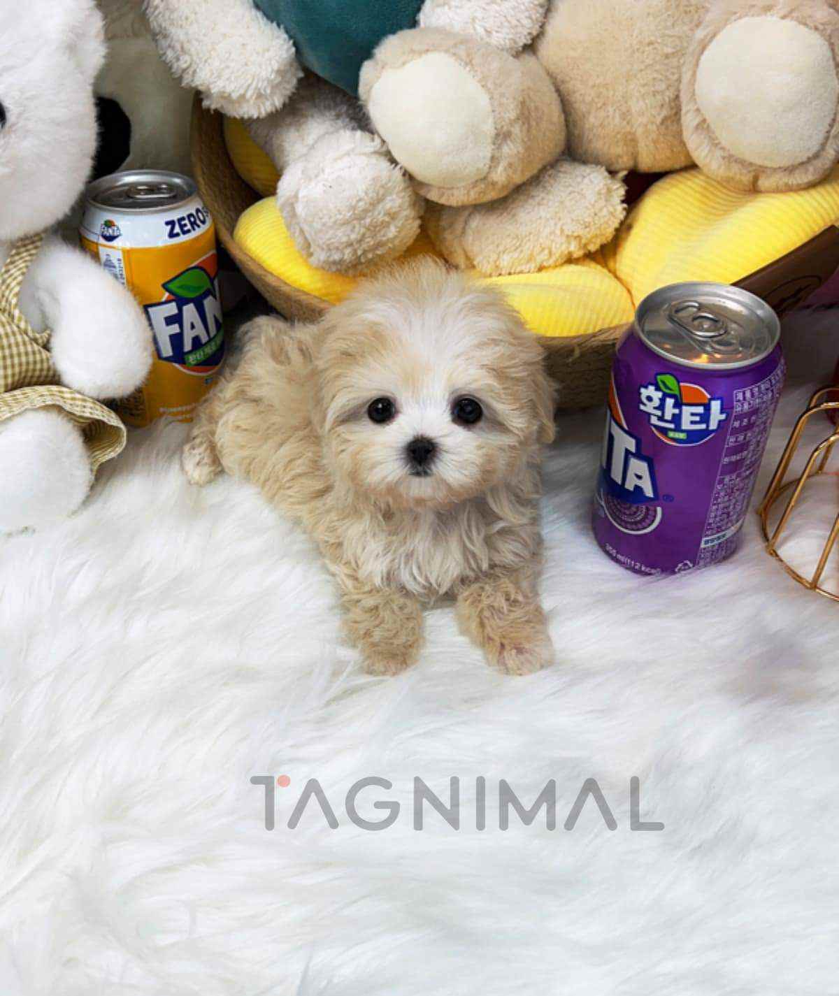 Aru (อารุ) | Tagnimal