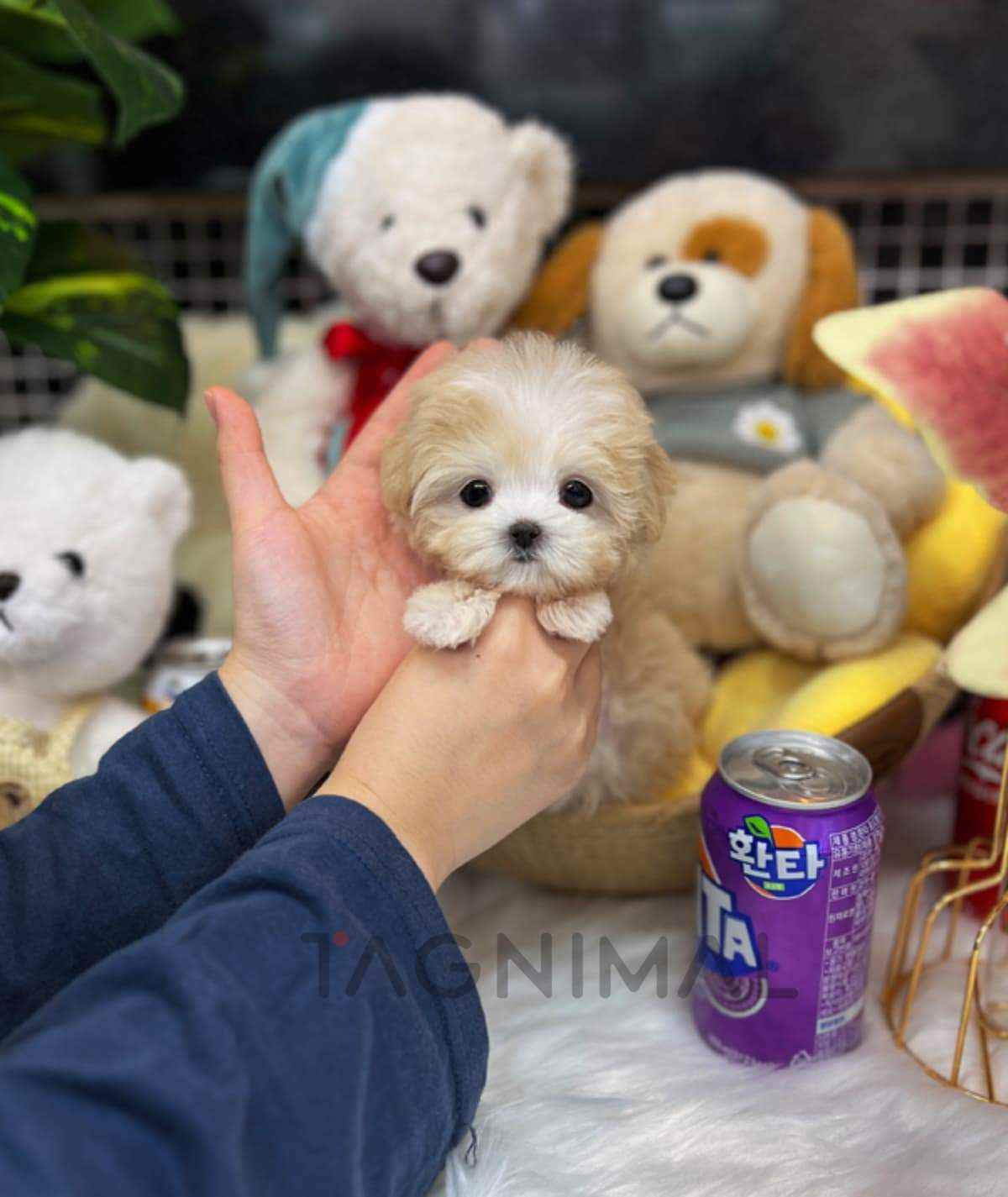 Aru (อารุ) | Tagnimal