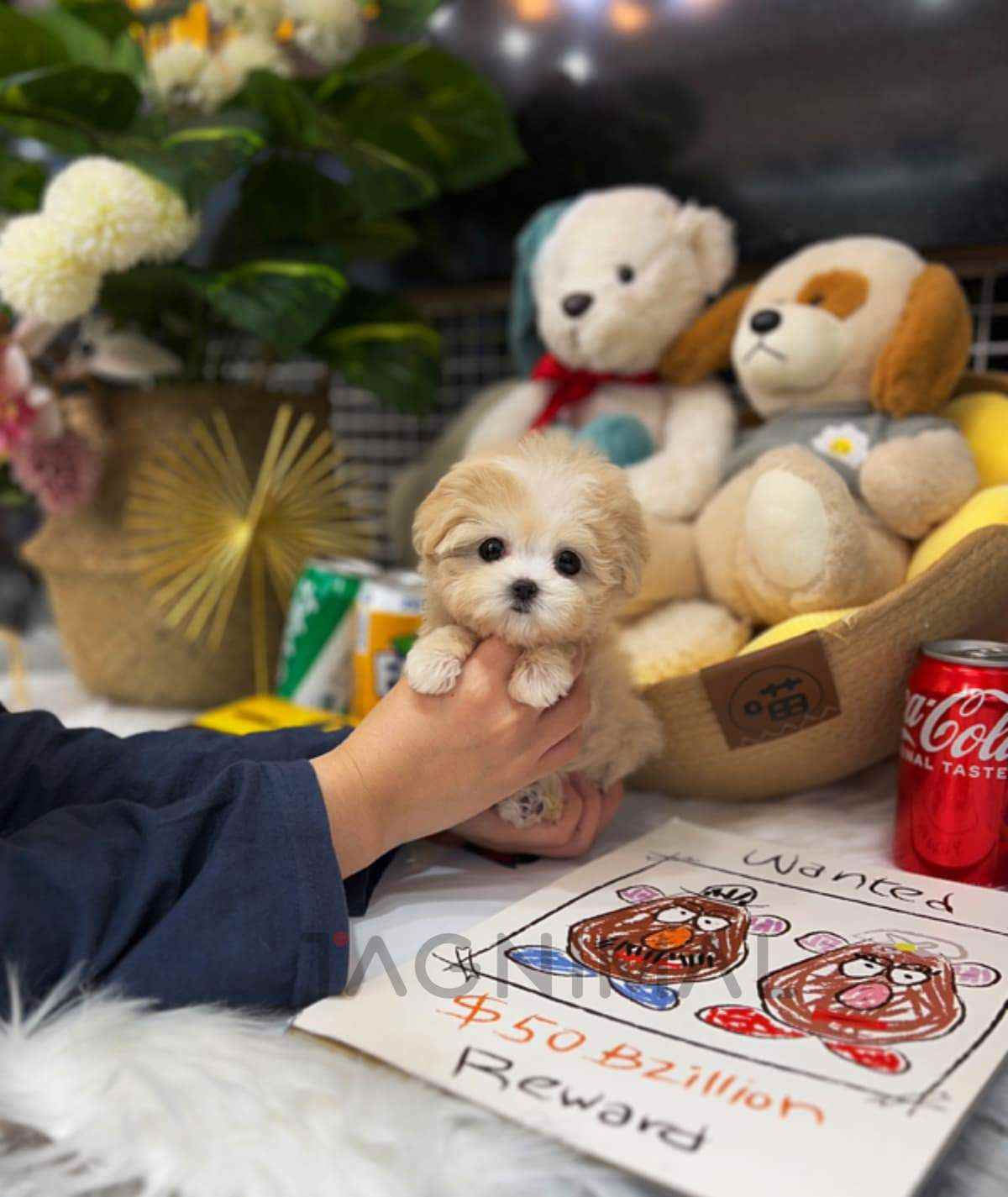 Aru (อารุ) | Tagnimal