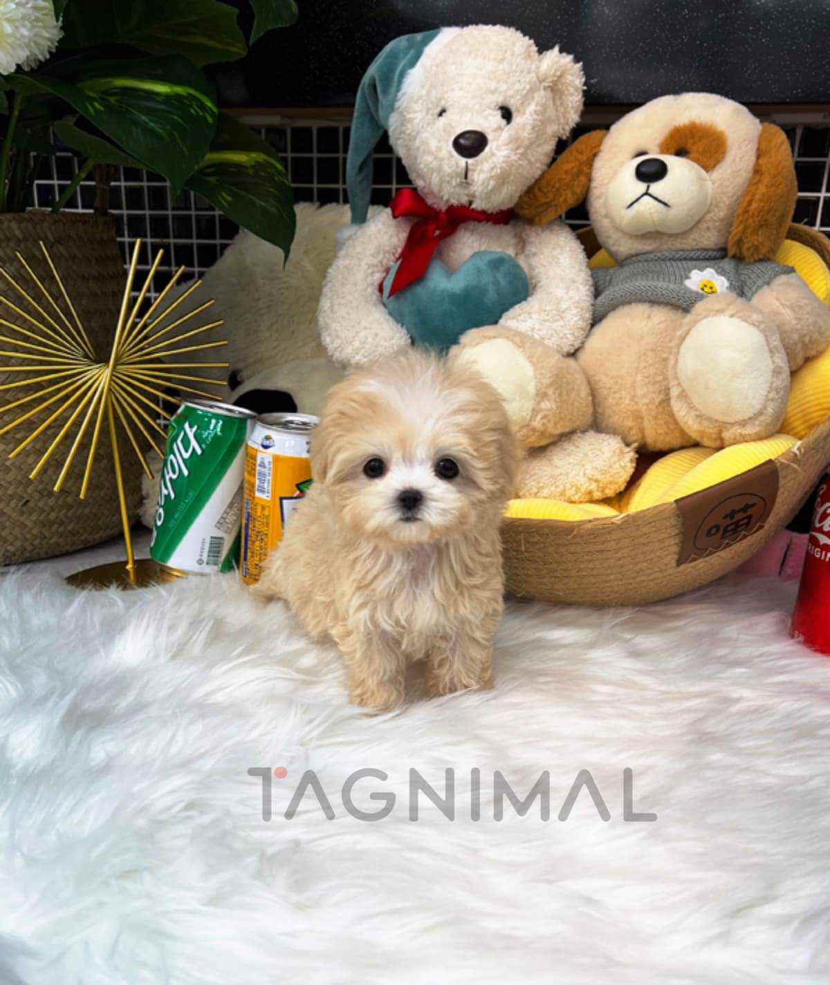 Aru (อารุ) | Tagnimal