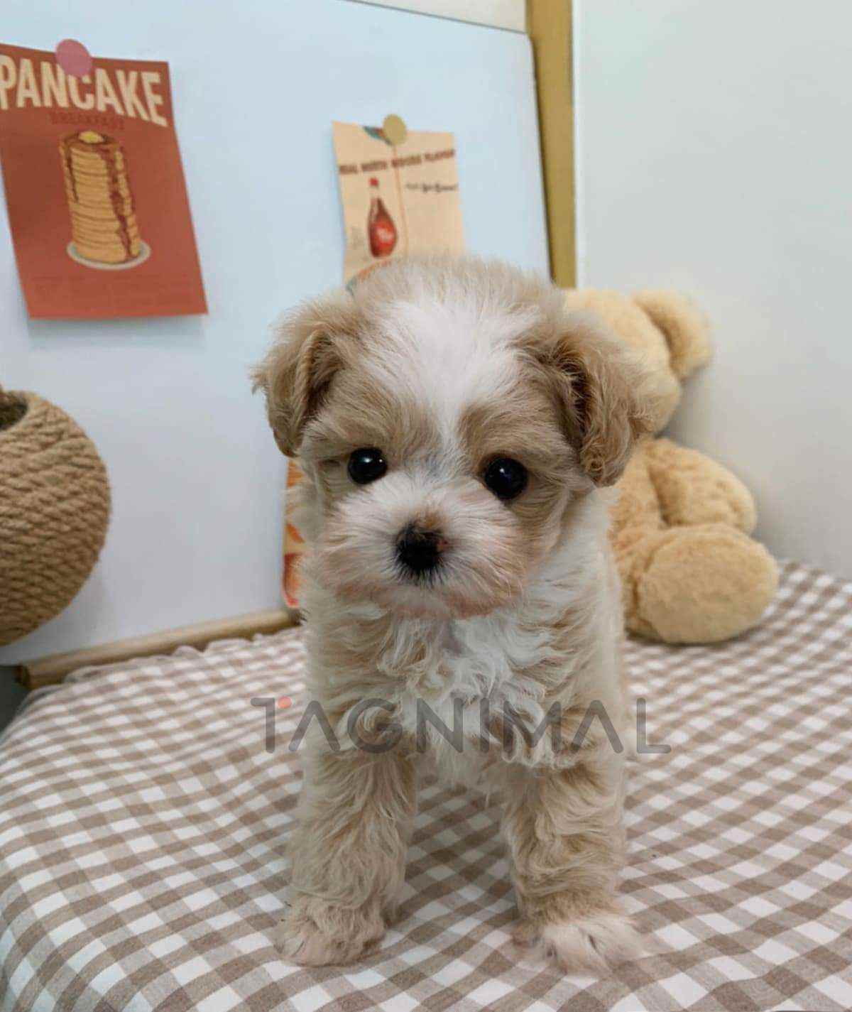 Cookie (คุ้กกี้) | Tagnimal