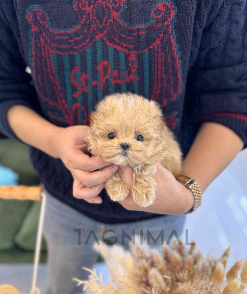 Eddie (เอ็ดดี้) | Tagnimal