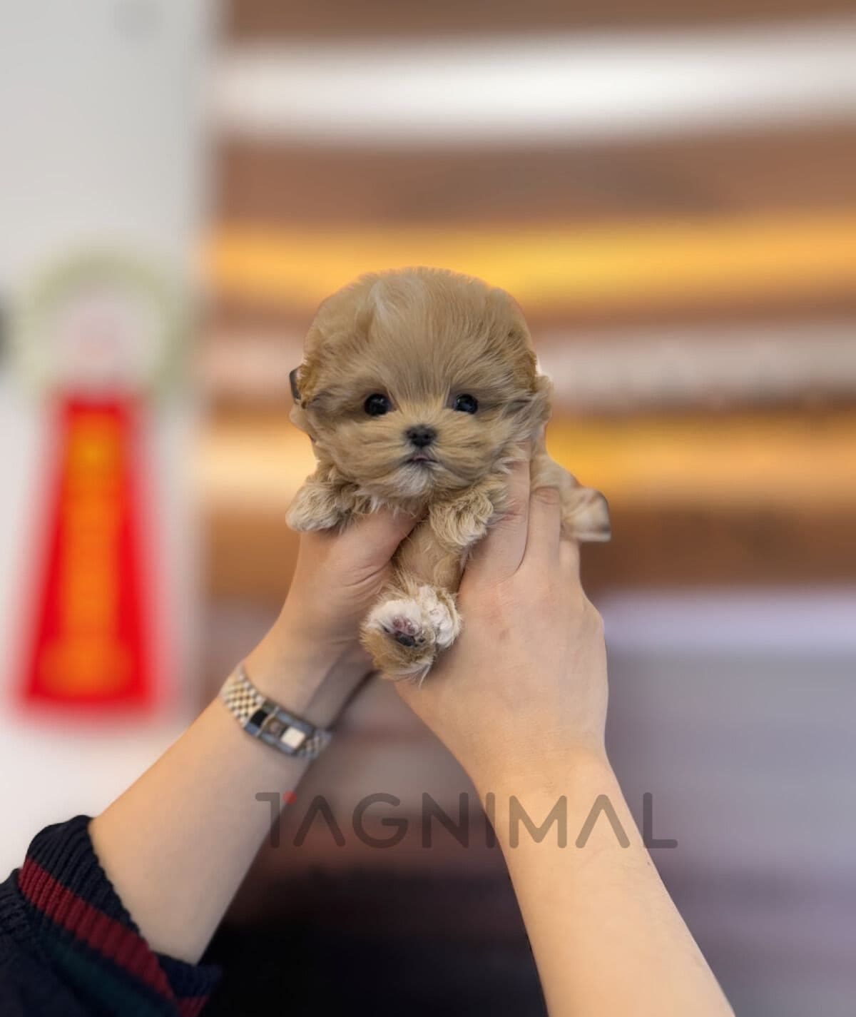 Eddie (เอ็ดดี้) | Tagnimal