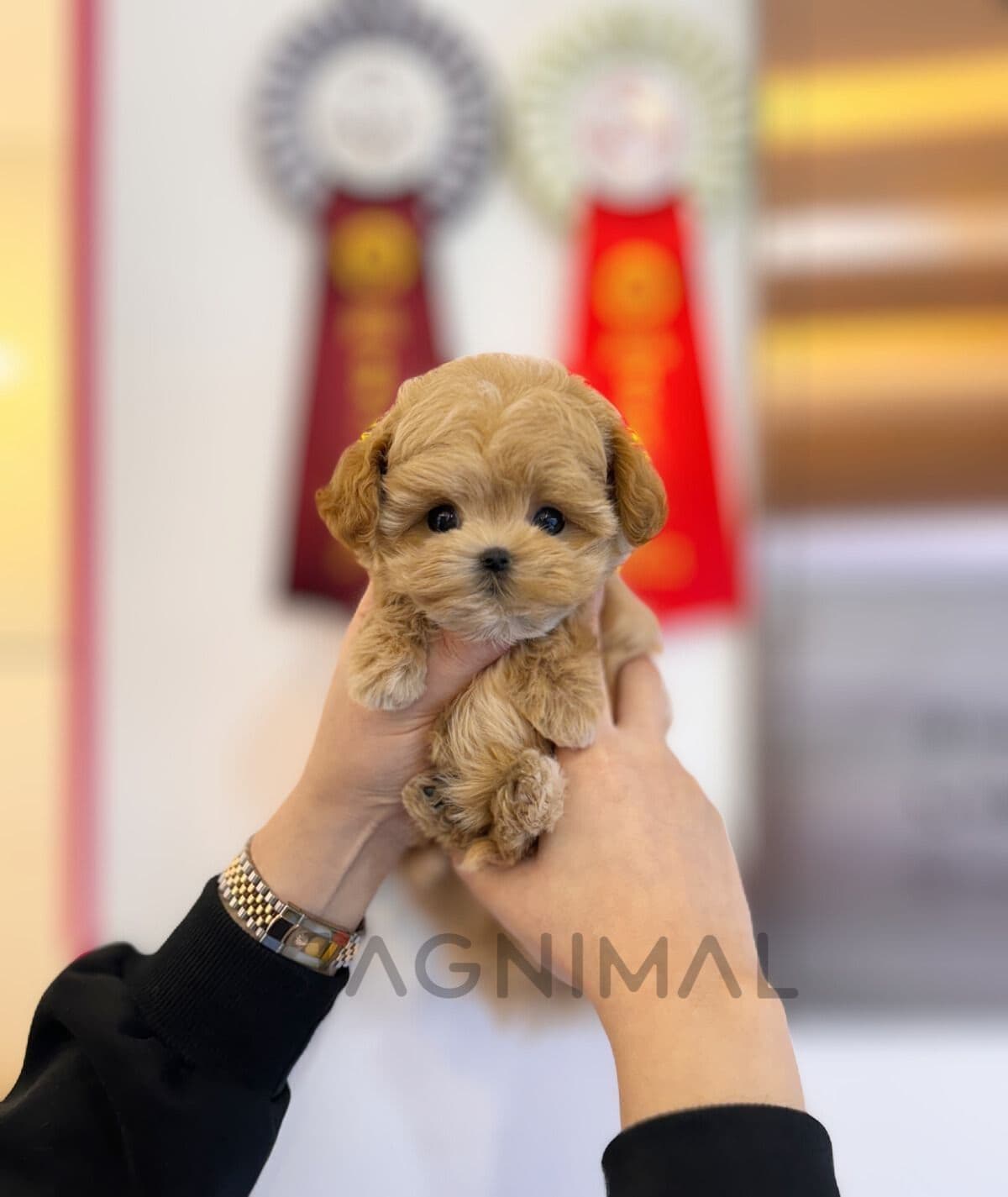 Evely (เอเวลี่) | Tagnimal